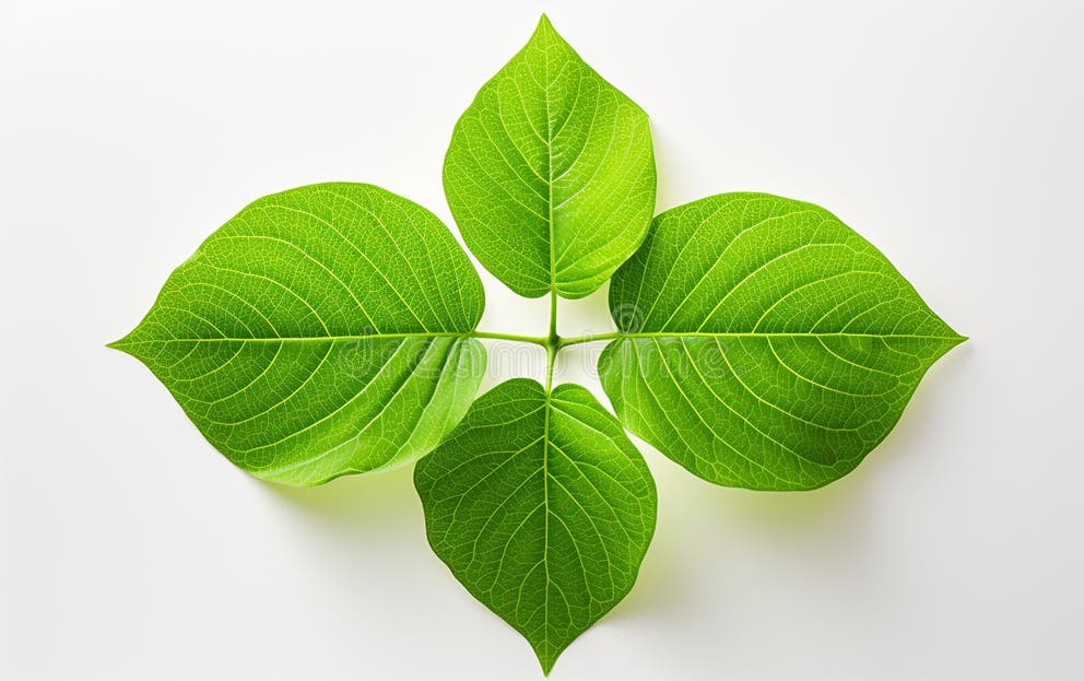 Top View of Lime Tree Leaf on the White Background -Generative Ai Stock ...