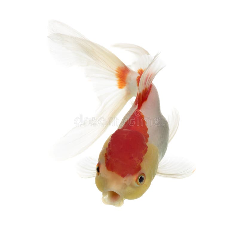 Top View of a Lion S Head Goldfish Stock Photo - Image of lion, white ...