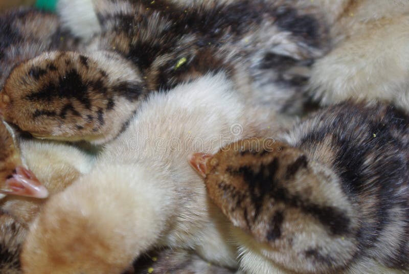 Top view of little chicks. stock image. Image of easter - 90307491