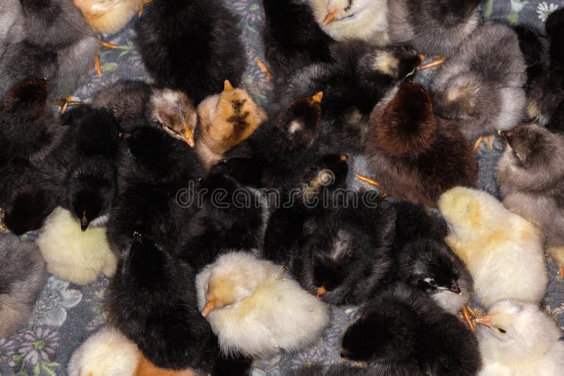 Top View Little Young Multicolored Chicks in the Box Stock Photo ...
