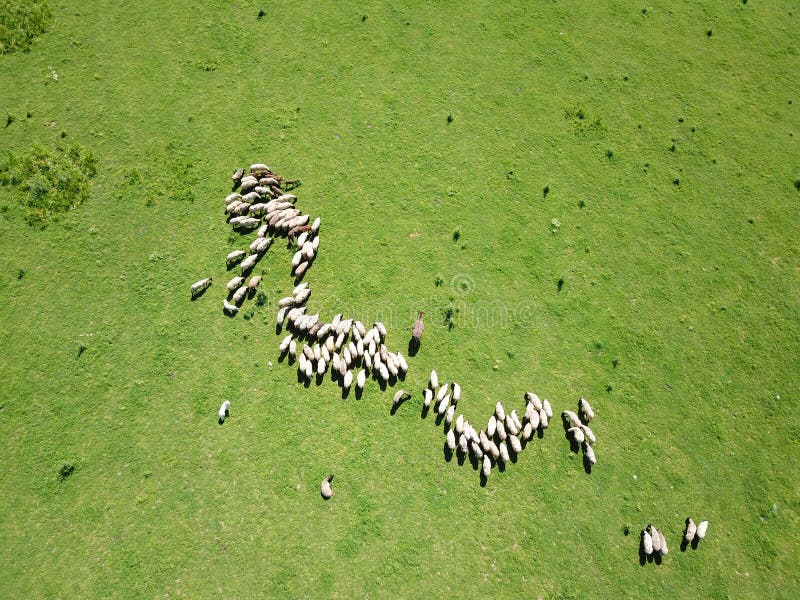 Top View of Livestock, Sheep, Donkey, Goat on the Pasture Stock Image ...