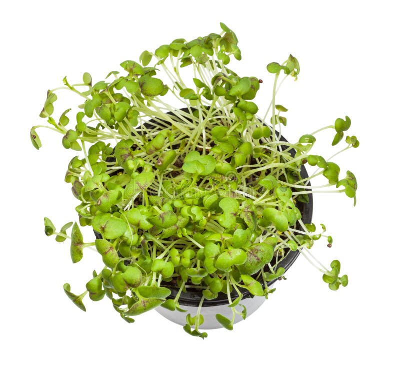 Living Green Mustard Cress in Pot Isolated Stock Photo - Image of ...