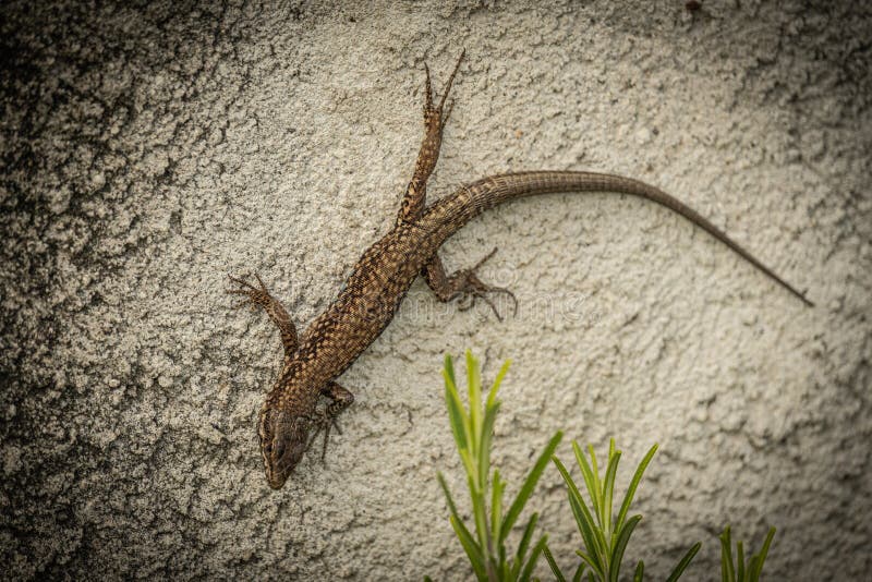 Top View of a Lizard Crawling on the Ground Stock Image - Image of ...