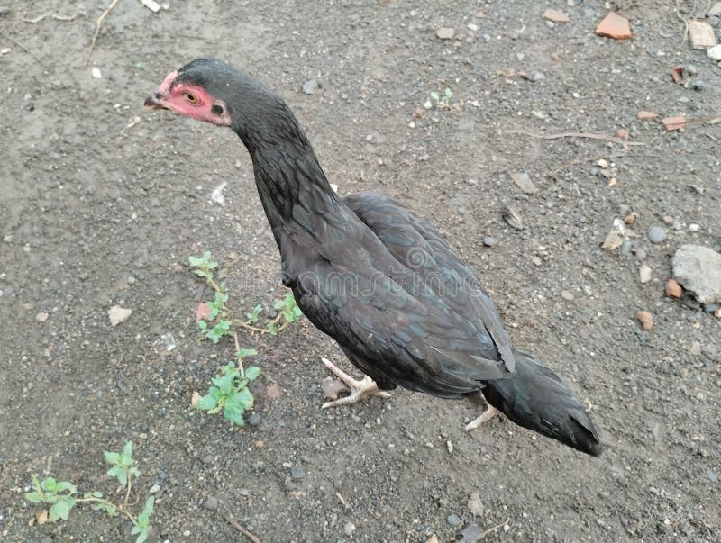 A local hen in nature stock photo. Image of poultry - 305358402