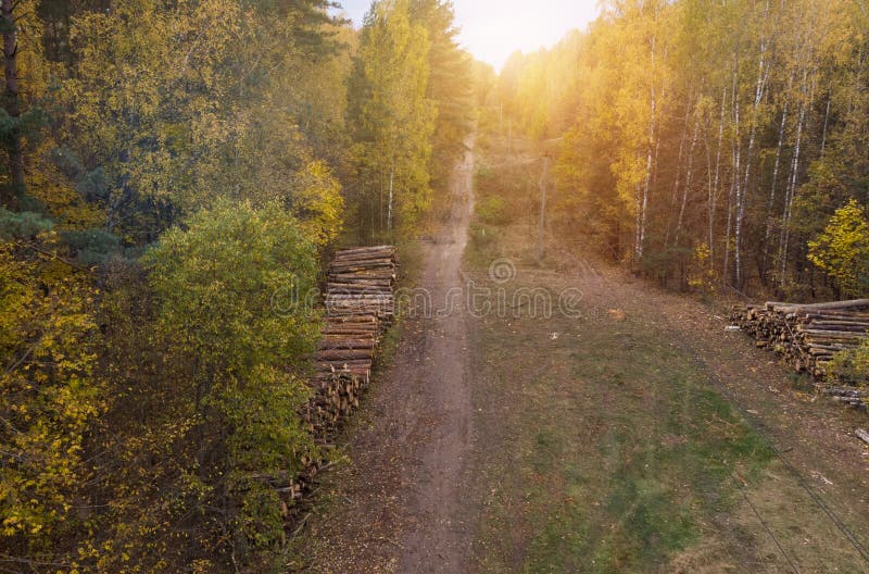Top View of Log Trunks Stacked in the Forest Along the Road. Logging ...
