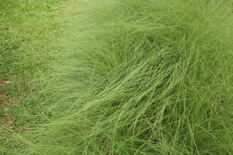 Top View of Long Green Grass Texture Stock Image - Image of grass ...