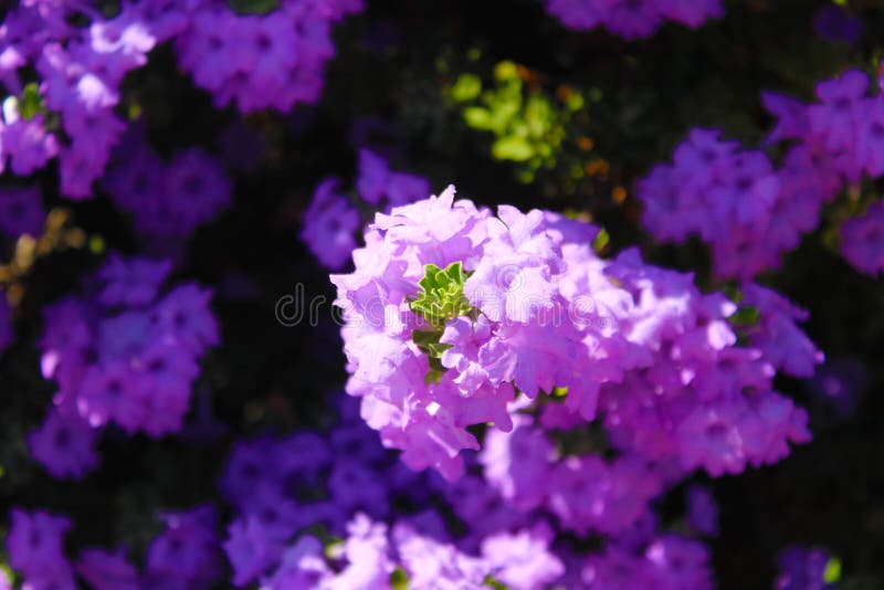 Top View of a Long Lavender Colored Flower with a Green Center Stock ...