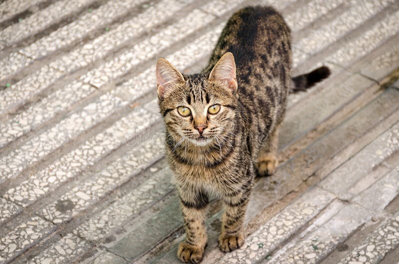 Top View of a Looking Tabby Cat Stock Photo - Image of road, look ...