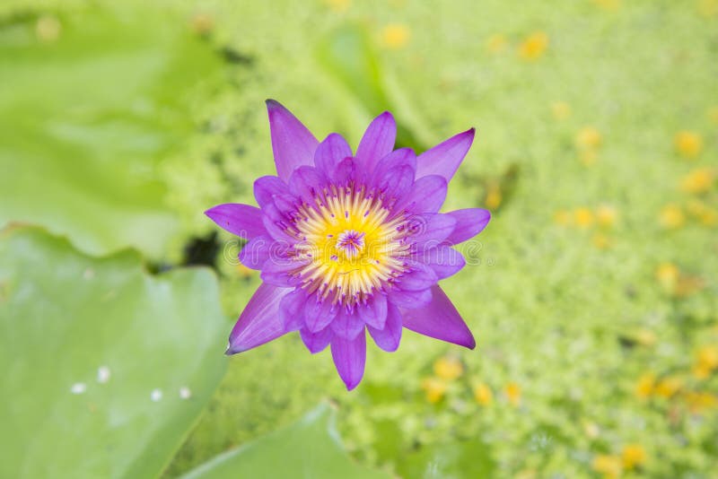 Top View Lotus Bloom on the Water. Stock Photo - Image of gardens ...
