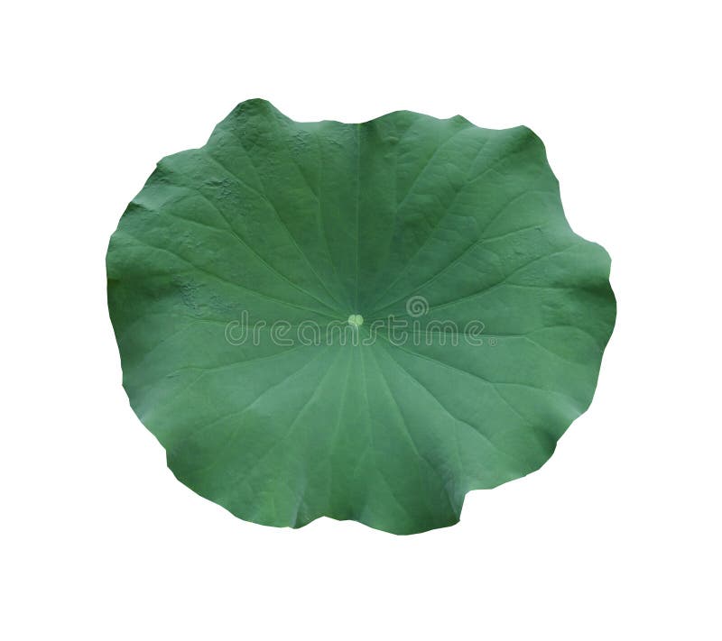 Top View of Lotus Leaf on White Background Stock Photo - Image of green ...