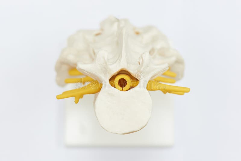 Spinal Cord Vertebral Foramen Stock Photos - Free & Royalty-Free Stock ...