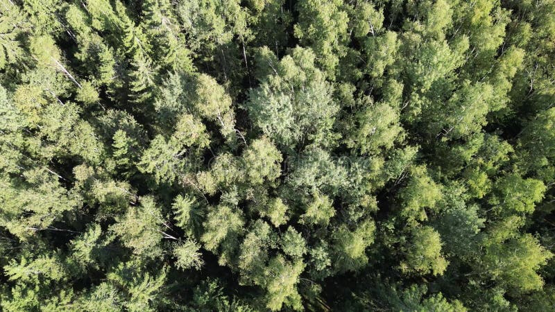 Top View of a Lush Green Forest in Summer, Rotation Stock Footage ...