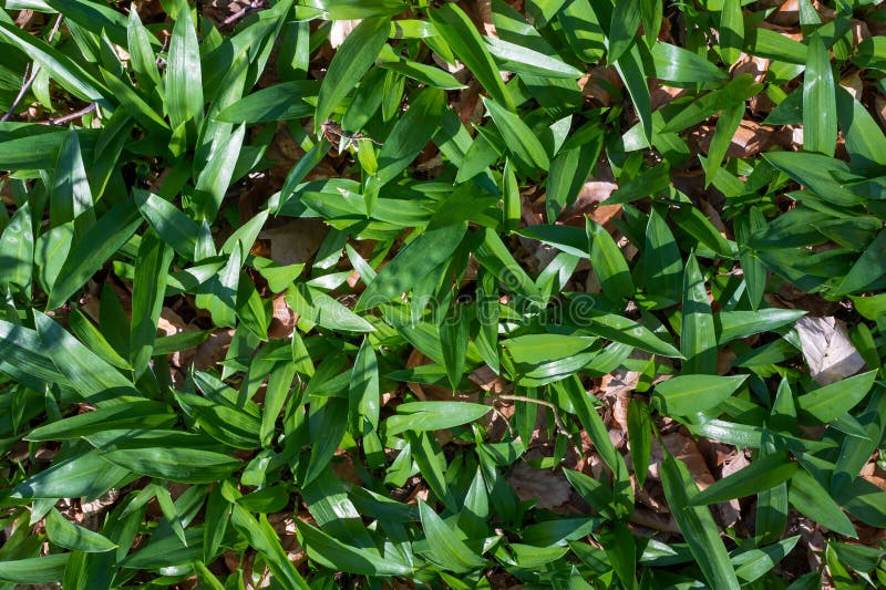 Top View of Lush Green Leaves of Wild Garlic in Forest Setting. Spring ...