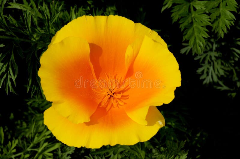 A Top View of a California Poppy in Bloom. Stock Photo - Image of ...