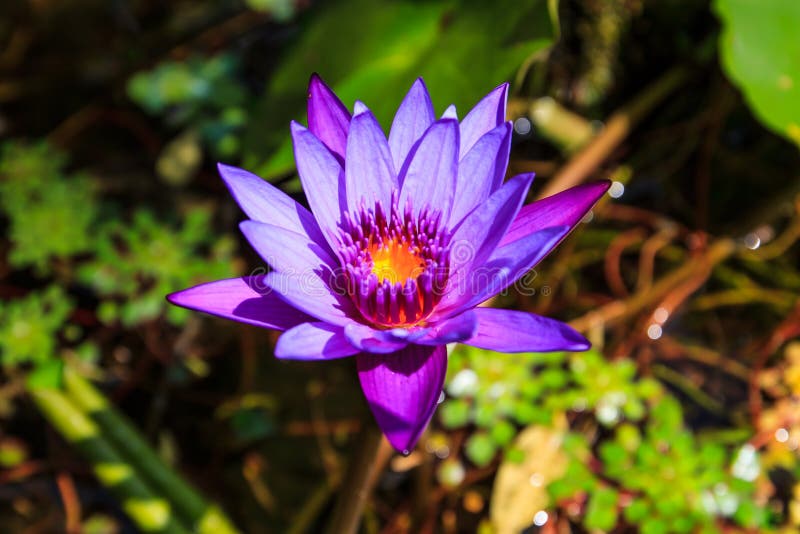 Top View Magenta Lotus Flower in the Garden Stock Image - Image of ...
