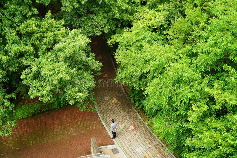 Top View of a Man Walking Down a Path into a Forest Stock Photo - Image ...