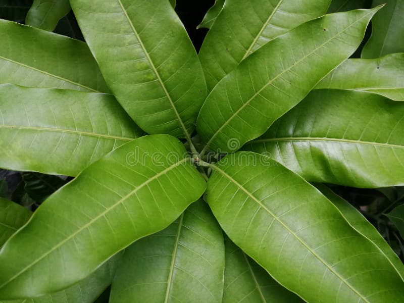 Top View of Mango Leaves. Leaf Vein. Stock Photo - Image of mango ...
