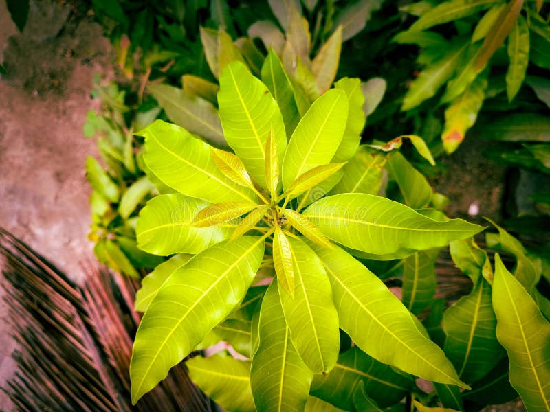 Top view of Mango plant stock image. Image of environment - 322276395