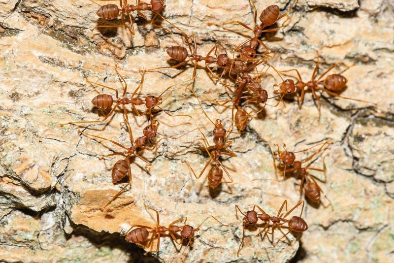 Top view of many ants stock image. Image of green, beauty - 170882553