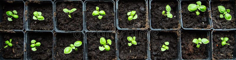 Top View of Many Basil Seedlings in Small Growing Pots Stock Image ...