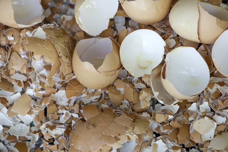 Top View of Many Big and Small Pieces of Eggshells Stock Image - Image ...