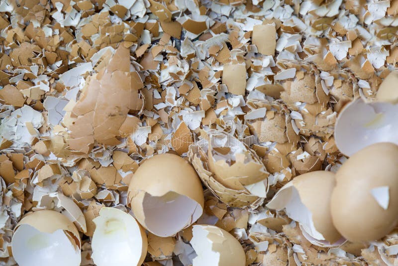 Top View of Many Big and Small Pieces of Eggshells Stock Photo - Image ...