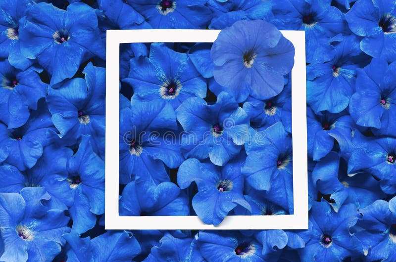 Top View of Many Blue Colour Flower Background Stock Image - Image of ...