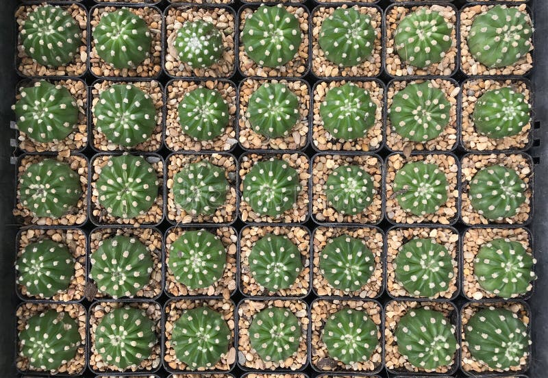 Top View of Many Cactus Tree in the Pot Stock Photo - Image of detail ...