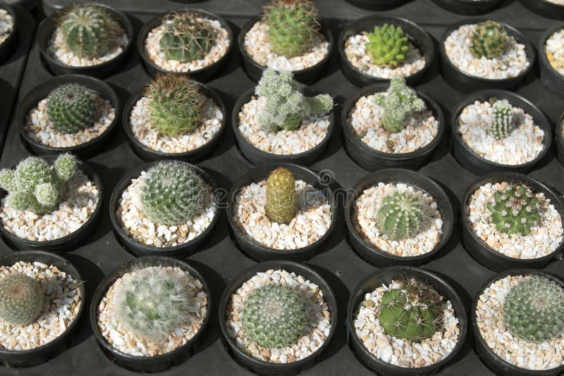 Top View Many Cactus Trees are Lined Up Stock Image - Image of plant ...