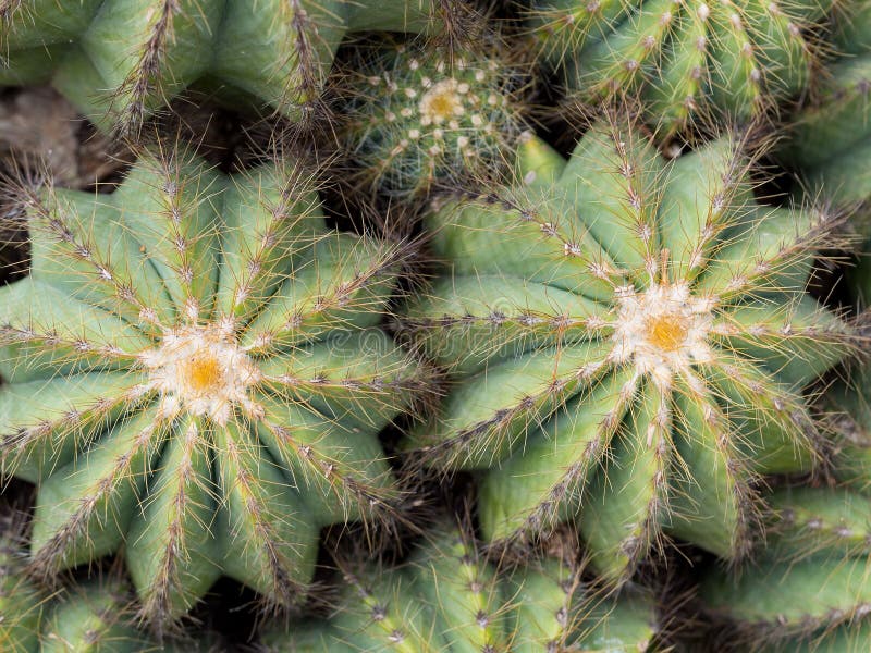 Top View of Many Green Cactus Plants Stock Image - Image of cactus ...