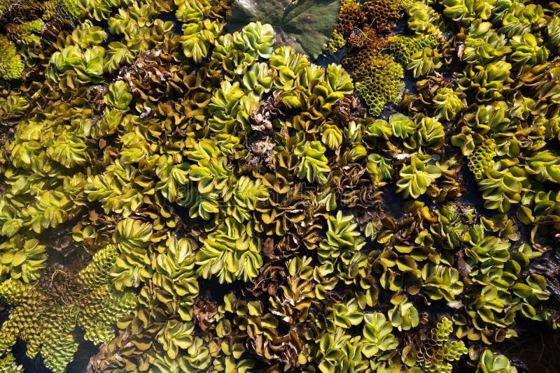 Top View of Many Green Plants Floating on the Surface of the Water ...