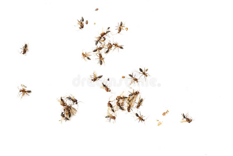 Top View of Many Insects or White Ant Termite Die, Focus Selective ...