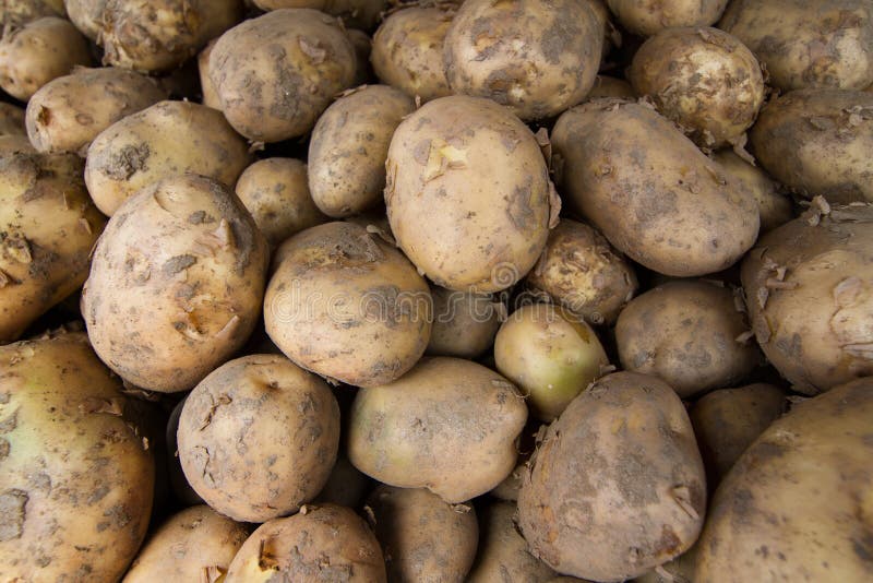 Top View of Many Potatoes at the Market Stock Photo - Image of farmer ...