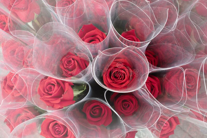Top View Many Rose Flowers Packing in Plastic Stock Image - Image of ...