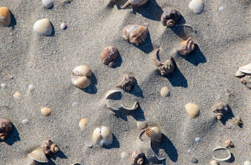 A Top View of Many Seashells in the Sand Stock Photo - Image of ...