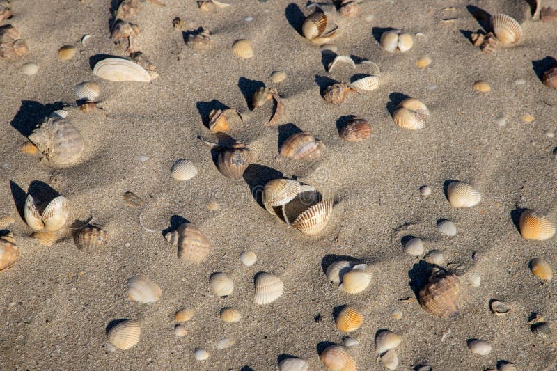 A Top View of Many Seashells in the Sand Stock Image - Image of ...