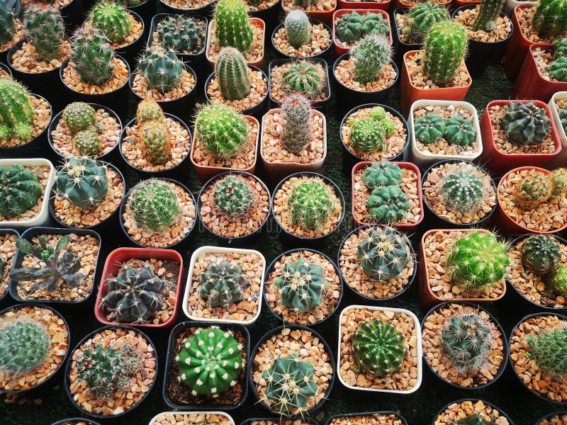 Top View Many Small Cactus in Different Shapes in Pots. Stock Photo ...