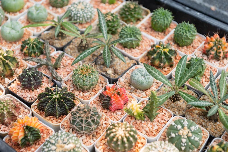 Top View of Many Small Potted Cactus Garden Stock Image - Image of leaf ...