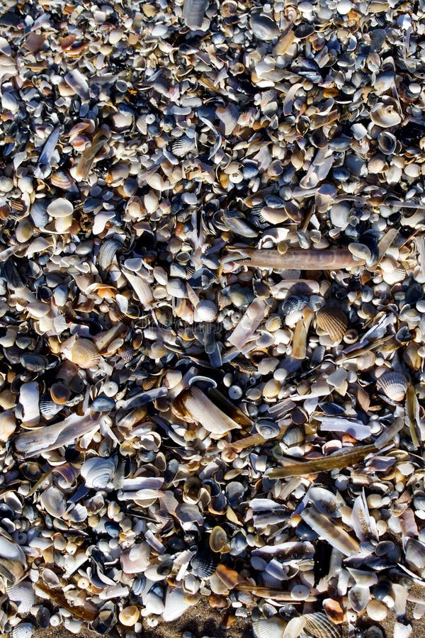 Pebble Beach Shell Background To Small Texture View Many Sand White ...