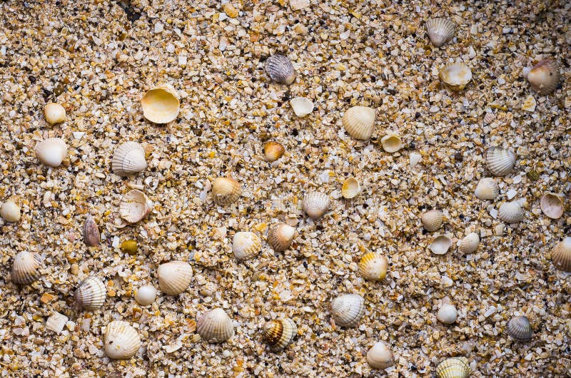 Top View of Many Small Shells. Pebble Beach with Shells Background ...