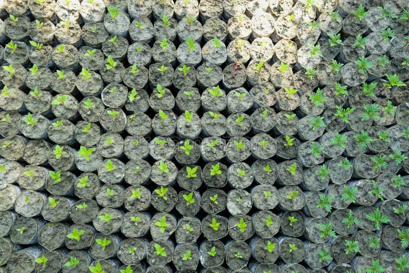 Top View of Many Young Plant Growing Stock Image - Image of ground ...