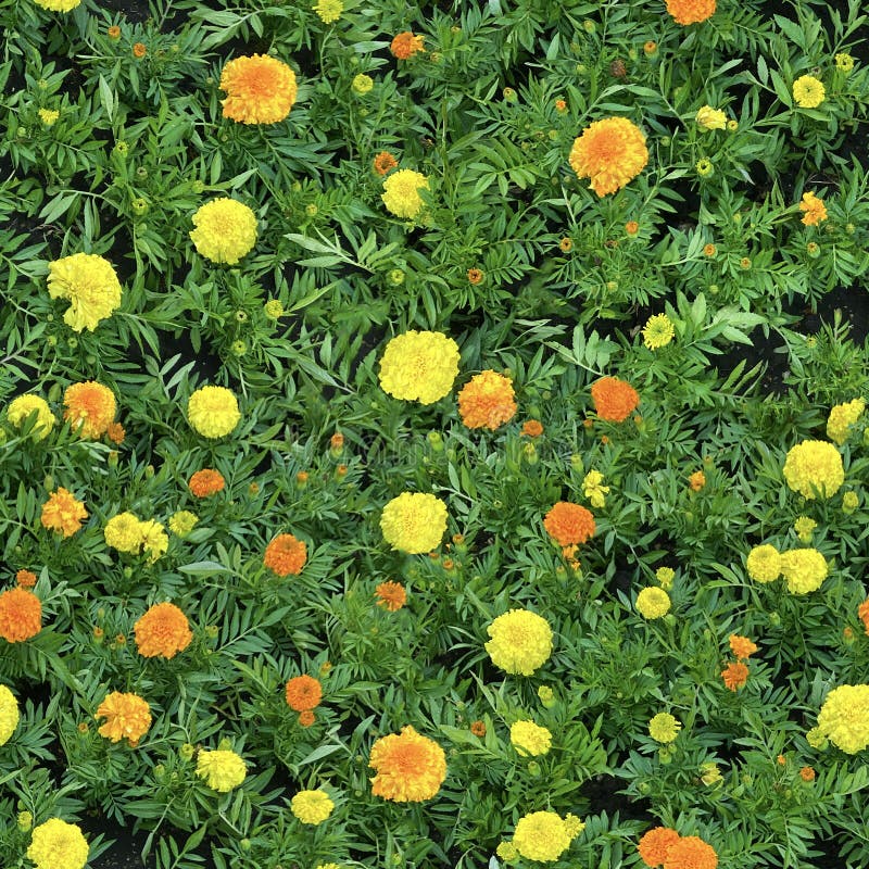 Field of Marigold Flower Seamless Pattern Stock Photo - Image of view ...