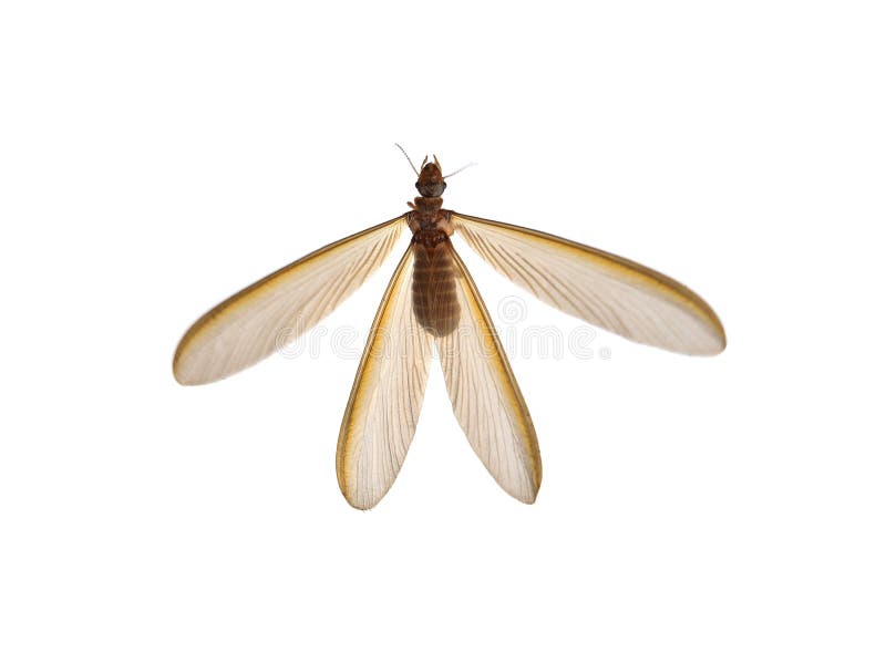 Top View of Mayfly Isolated on the White Background Stock Image - Image ...