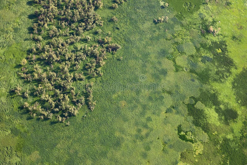 Top View of Meadow in Marshy in Summer Stock Image - Image of high ...
