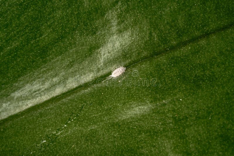 Top View of a Mealybug Crawling on an Orchid Stock Photo - Image of ...
