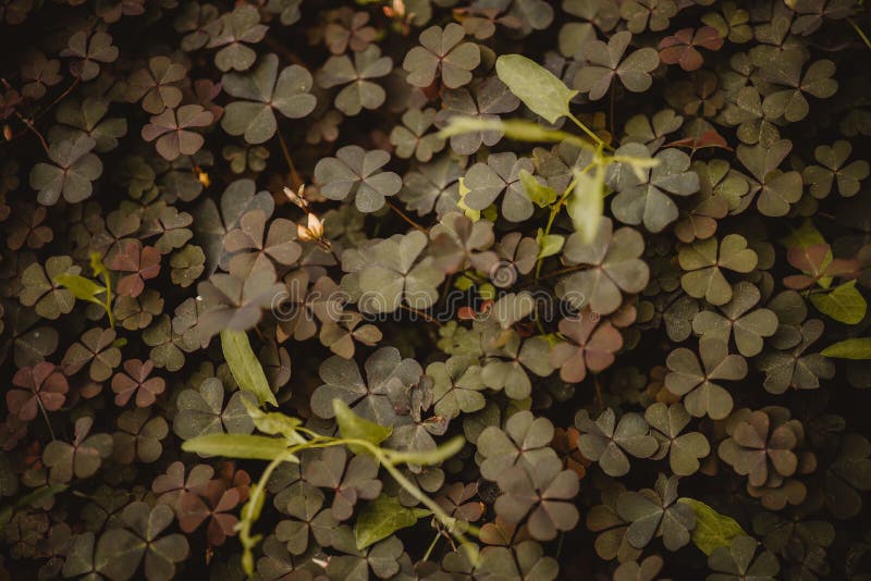 Top View of a Mesmerizing Clover Field Stock Photo - Image of petals ...