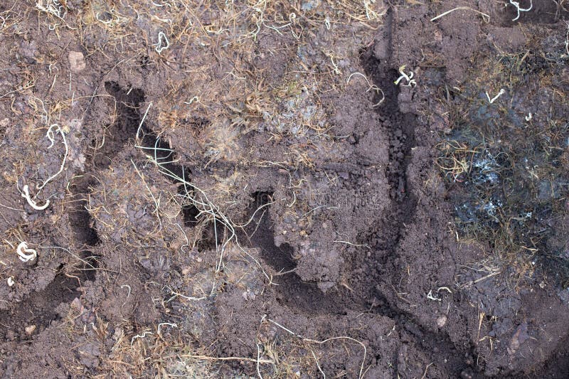 Top View of Mice Burrows Underground Stock Image - Image of cracks ...
