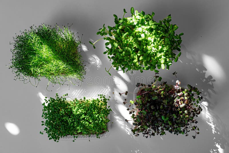 Top View of Micro Green Trays on White Background, Copy Space Stock ...