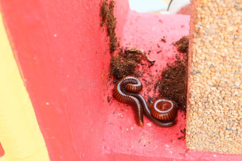 Top view of a millipede stock image. Image of body, nature - 10321825