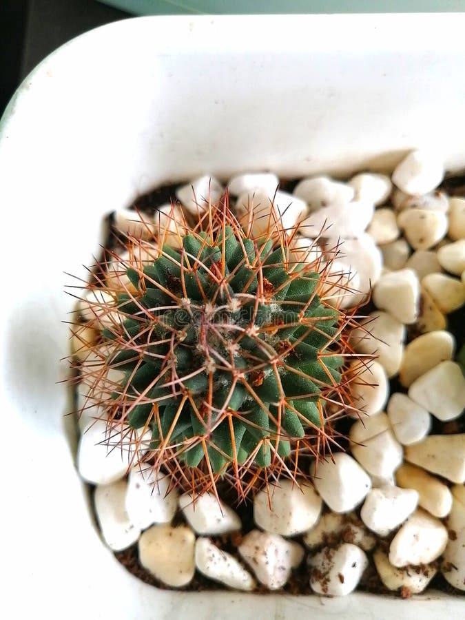 Top View of Mini Circle Cactus Stock Image - Image of mini, circle ...